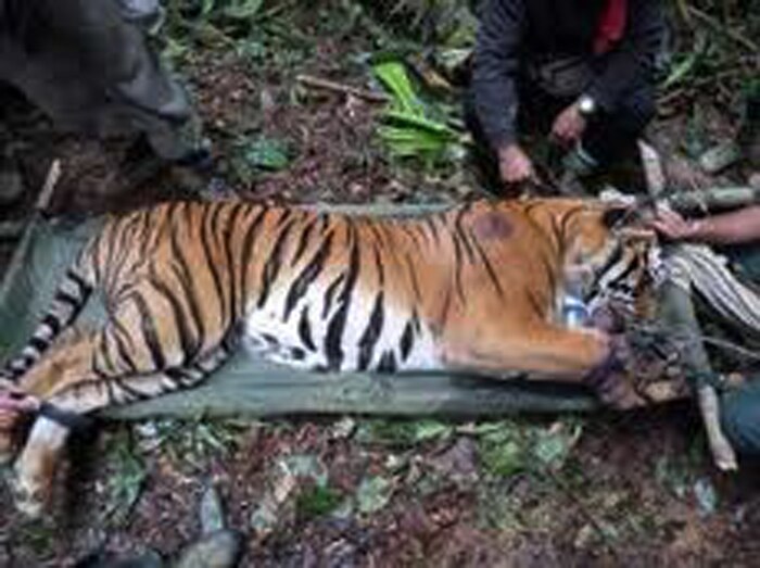 Treating the endangered tiger! - Montagna.TV