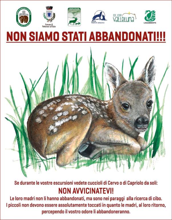 Appello per la sicurezza dei cuccioli di cervo e capriolo. Più ...