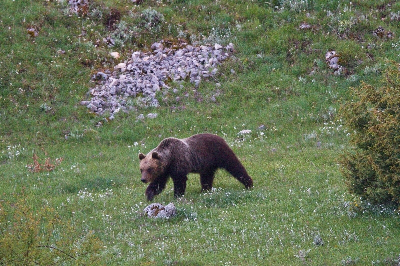 7 esperienze per scoprire la fauna selvatica nei Parchi Nazionali ...