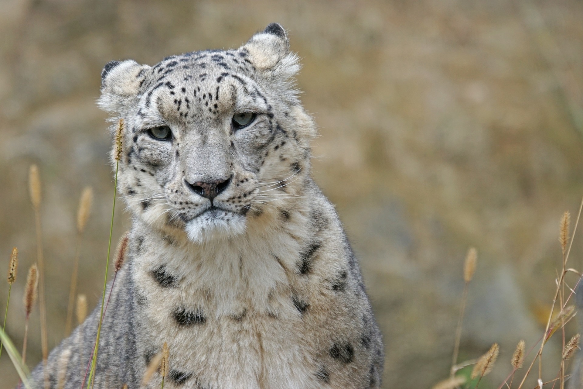 Leopardo delle nevi: oltre il 70% dell'habitat ancora inesplorato ...