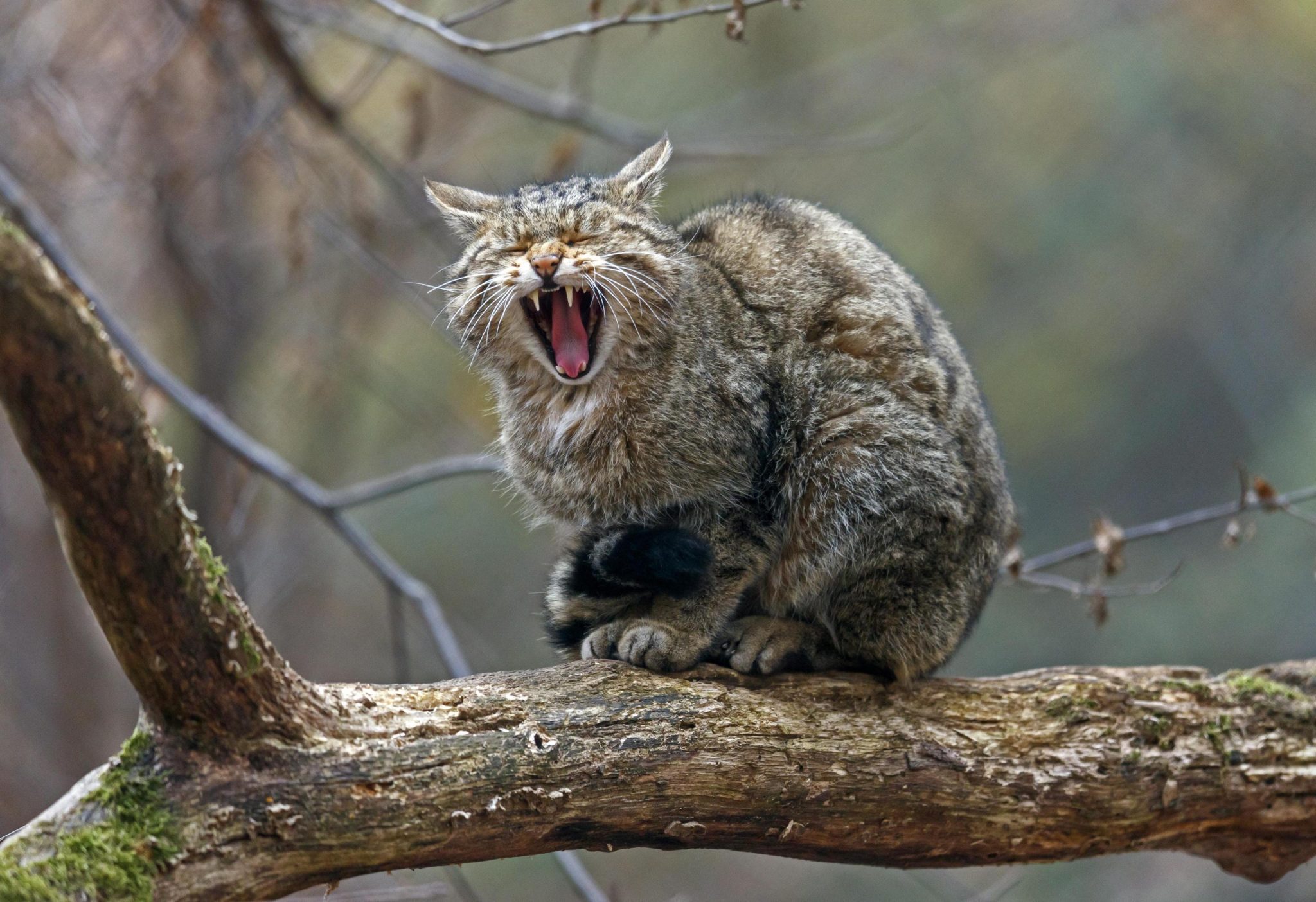 Il gatto selvatico, 7 curiosità sul fantasma dei nostri boschi ...