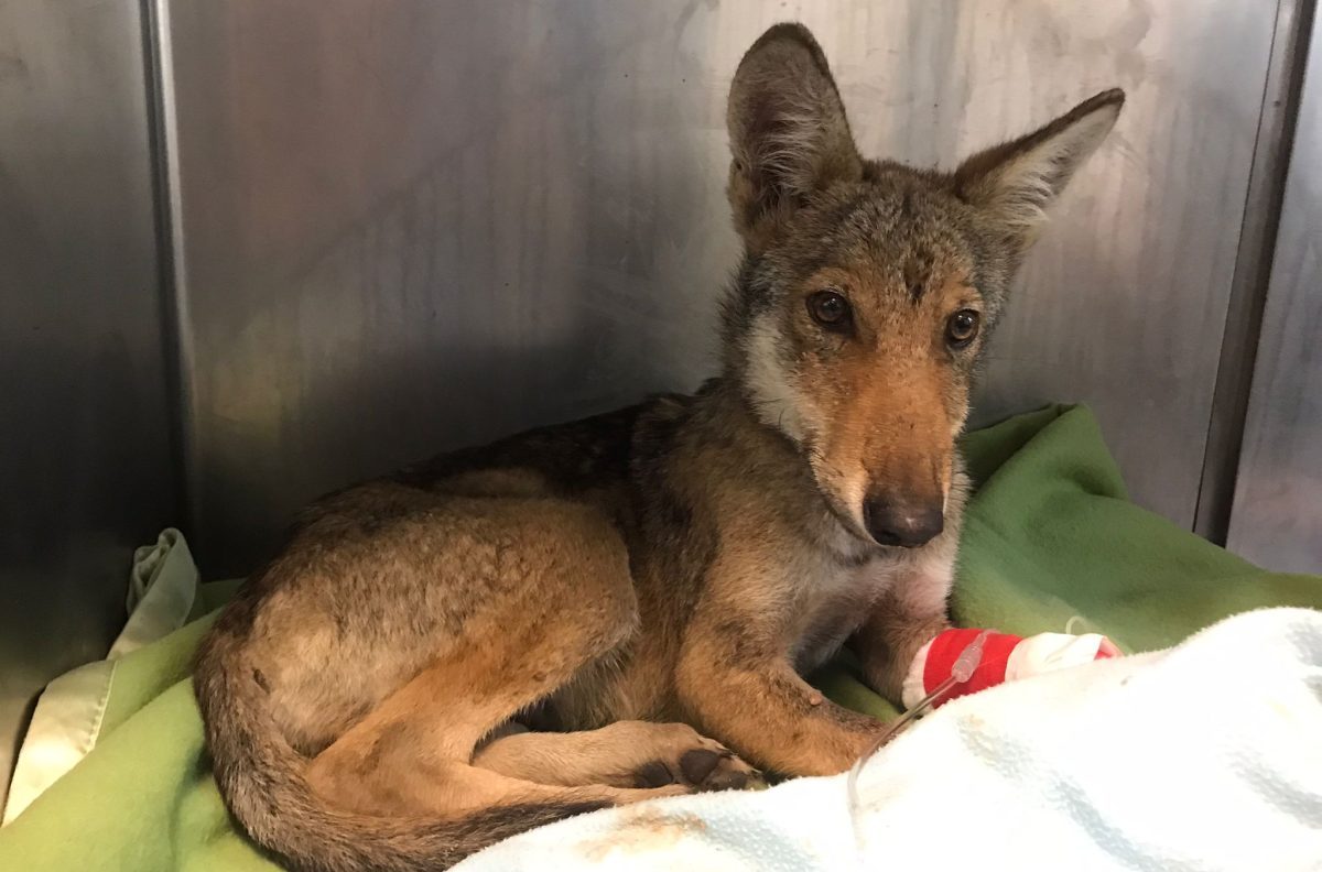 Ritorno in natura per un cucciolo di lupo trovato ferito e svenuto nel ...