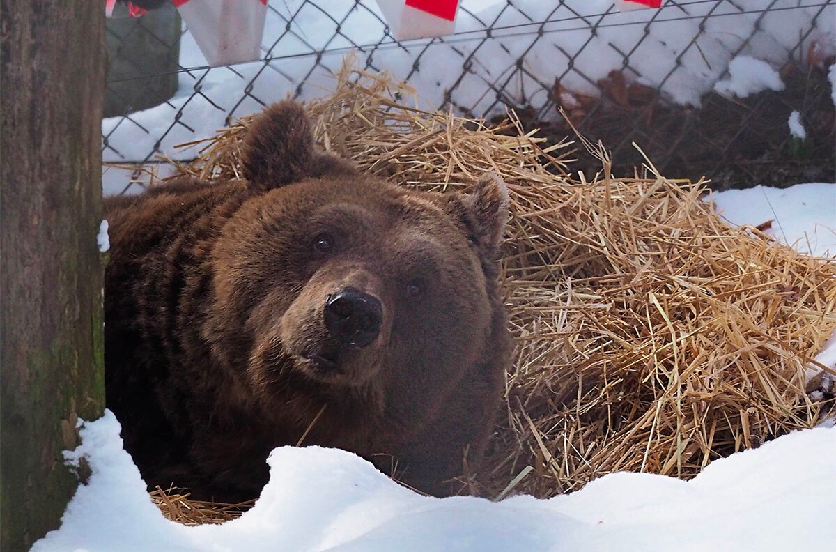 Dopo 20 anni chiuso in una gabbia, l'orso Mark è stato liberato ...