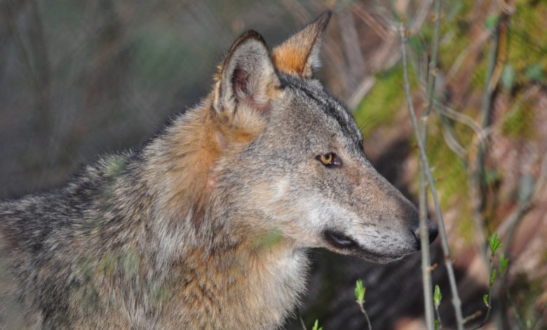Torna la caccia al lupo? Segnali preoccupanti da Roma, dalle Marche e ...