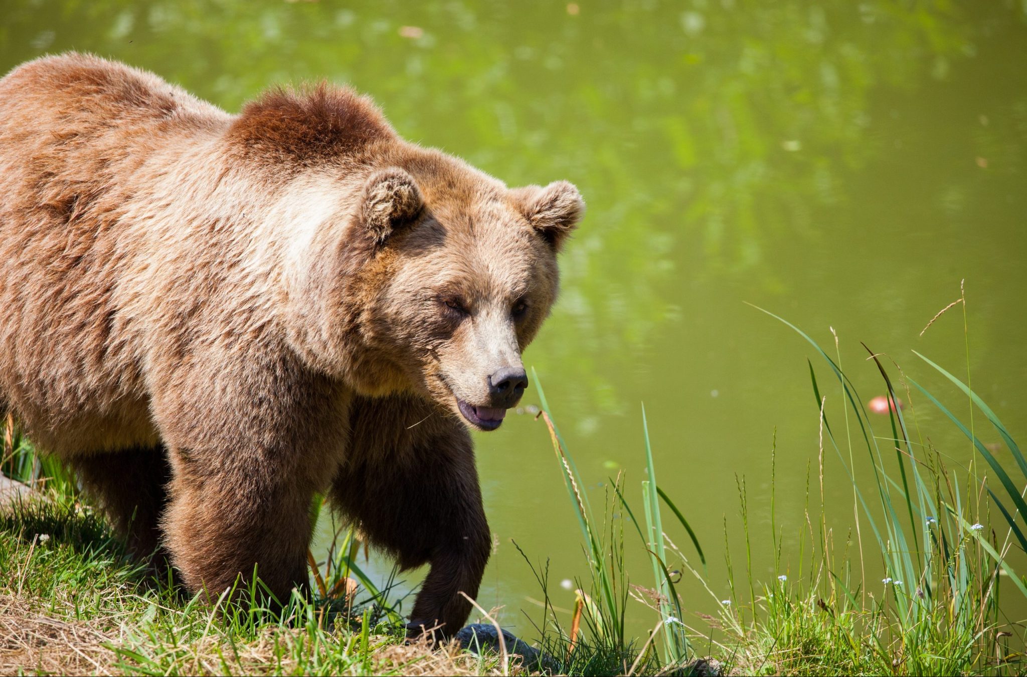 Cosa fare e cosa non fare in caso di incontro con un orso - Montagna.TV