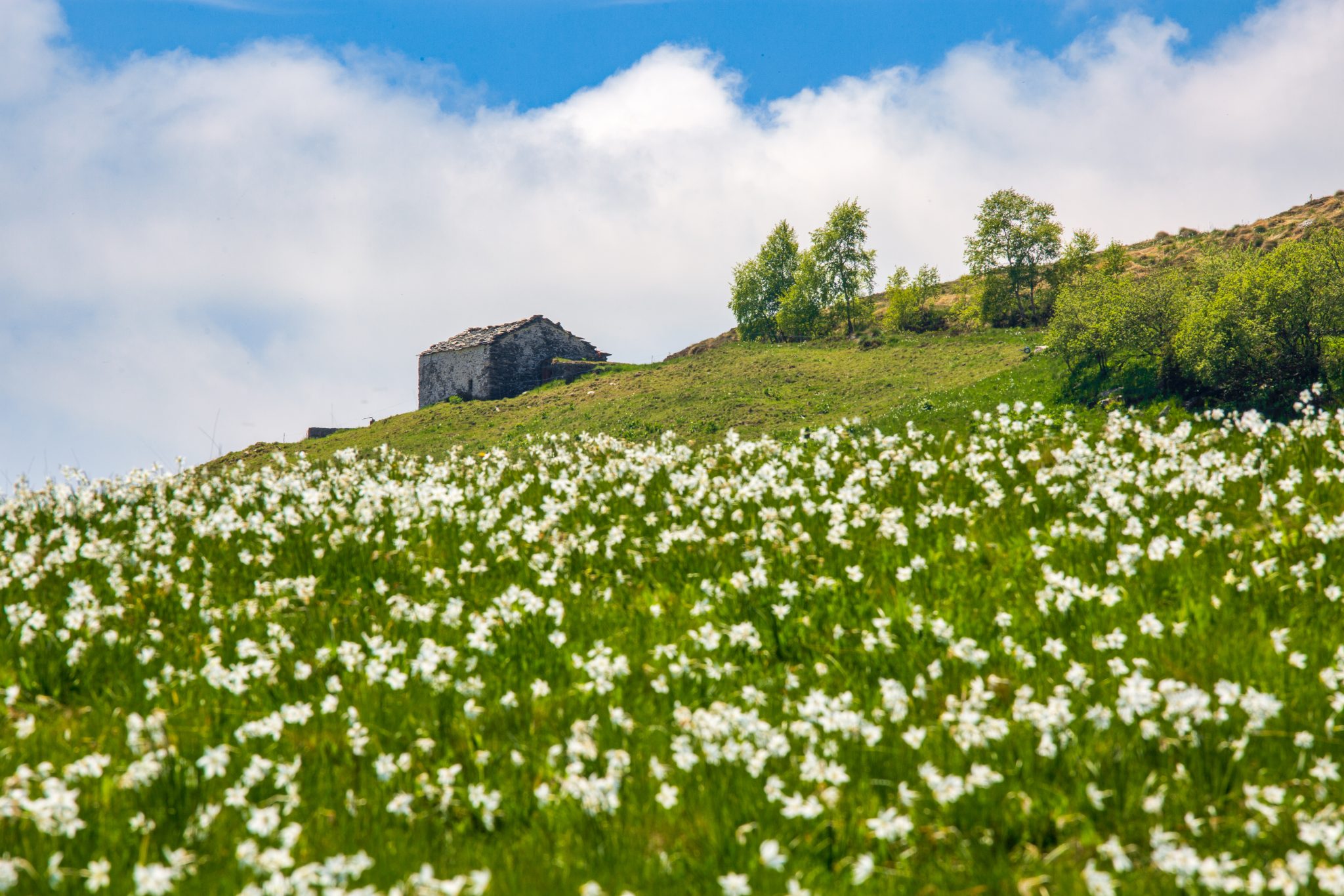 La fioritura dei narcisi a Pian delle Nere. Uno spettacolo imperdibile ...