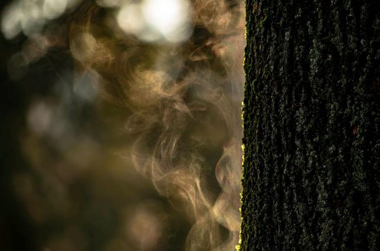 La corteccia degli alberi: un esercito invisibile contro il ...